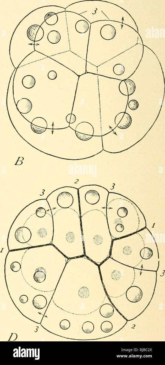 . The cell in development and inheritance. Cells. Fig. 136 ...