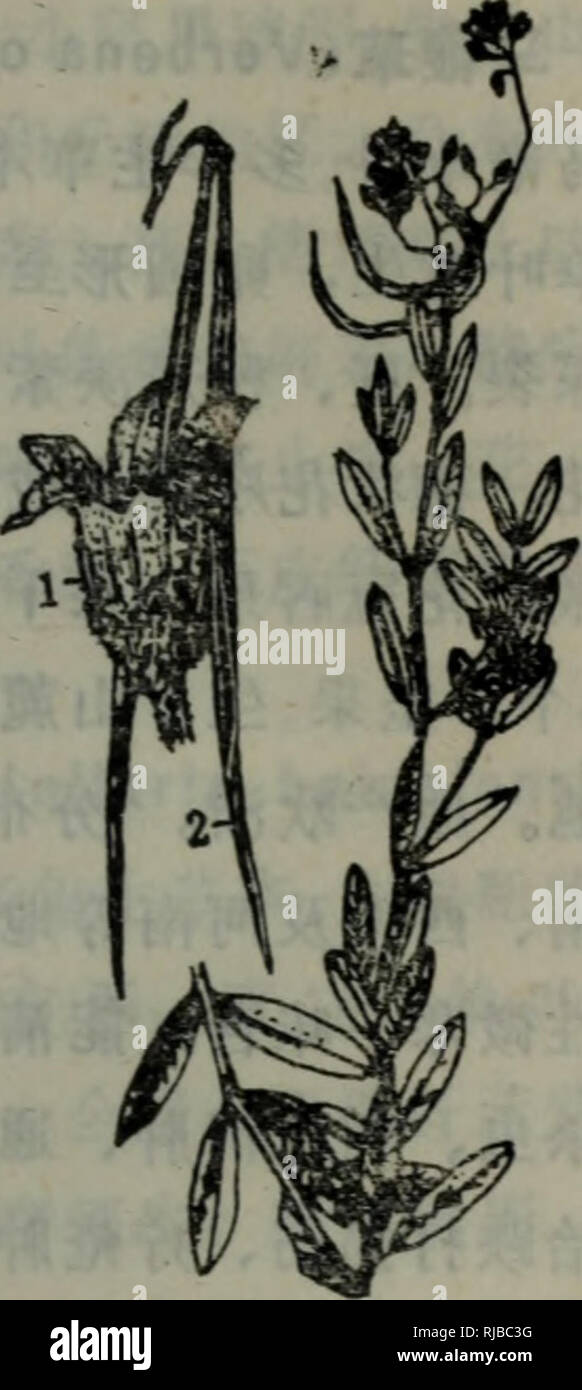 C sepium hi-res stock photography and images - Alamy