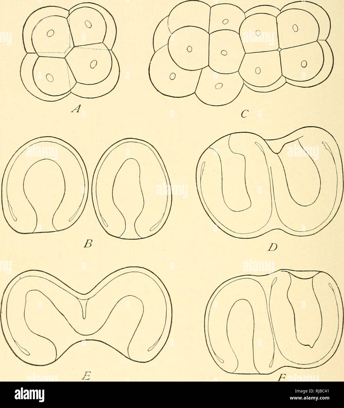 . The cell in development and inheritance. Cells. 3o8 THEORIES OE ...