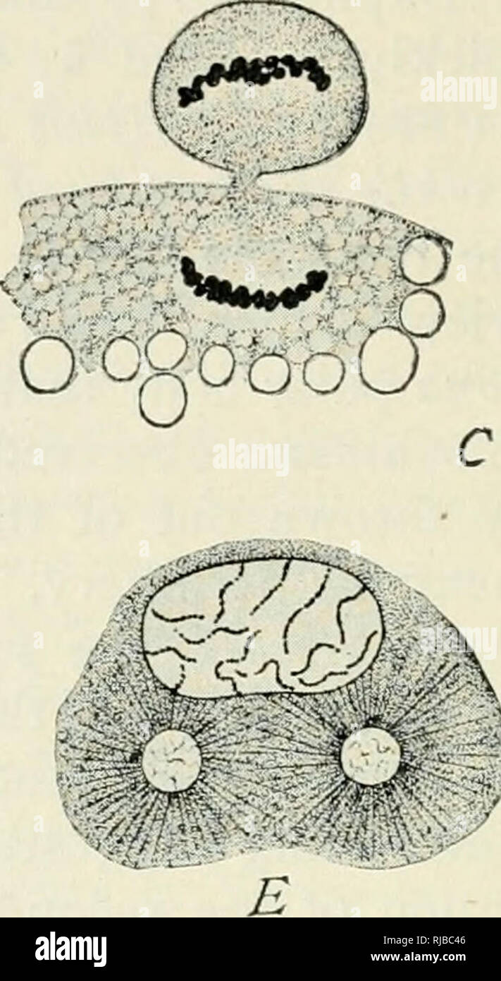 . The cell in development and inheritance. Cells. 1 Fig. 141. — First ...