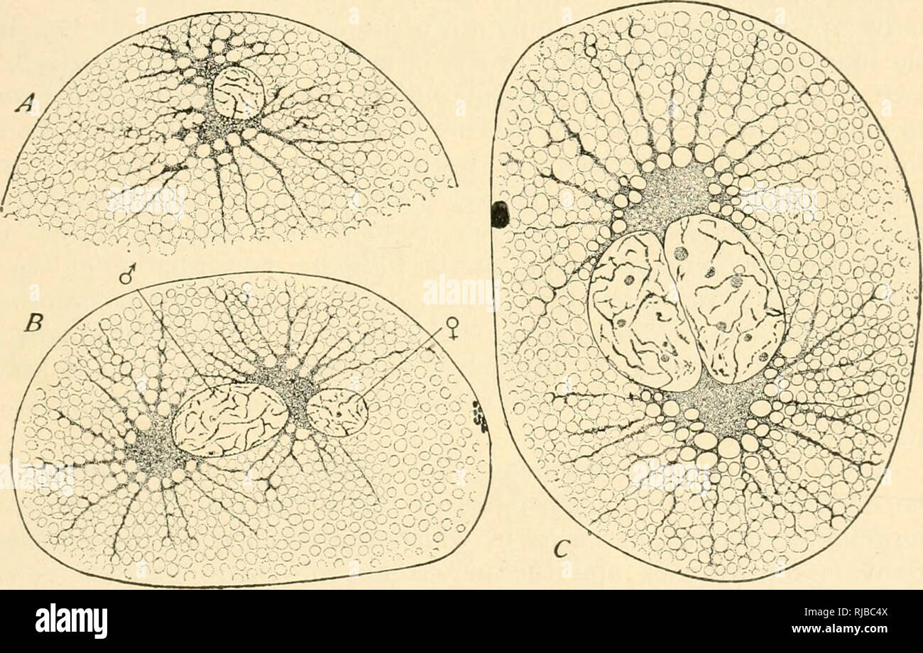 . The cell in development and inheritance. Cells. PRELIMINARY GENERAL ...