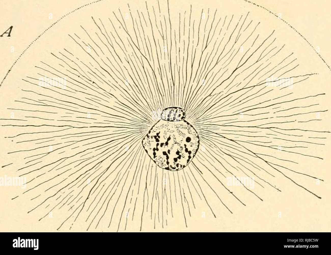 . The cell in development and inheritance. Cells. PRELIMINARY GENERAL ...