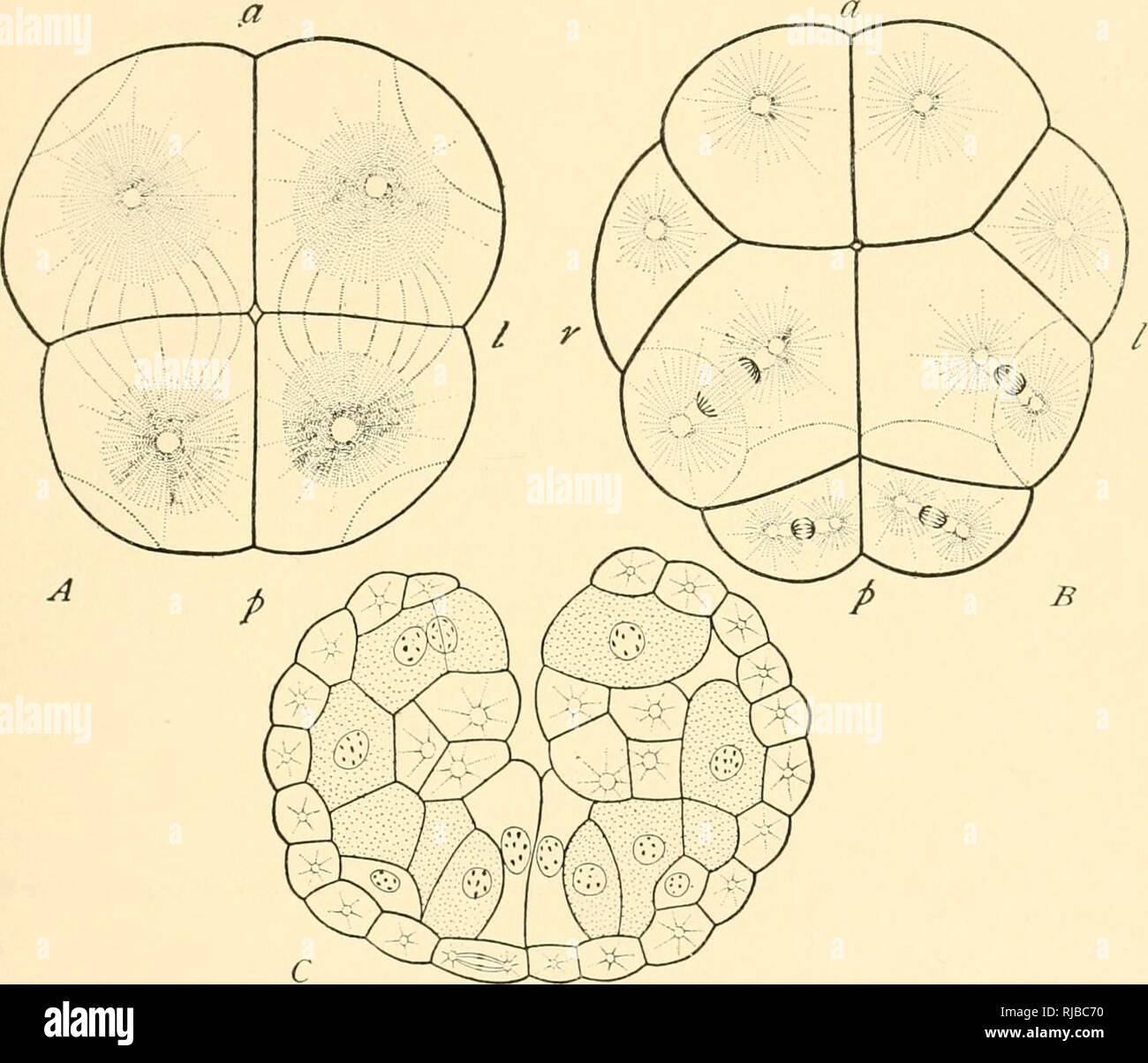 . The cell in development and inheritance. Cells. PROMORPHOLOGICAL ...