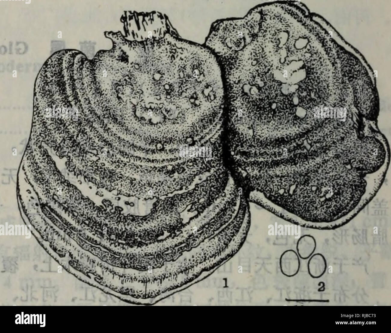 Lonm hi-res stock photography and images - Alamy