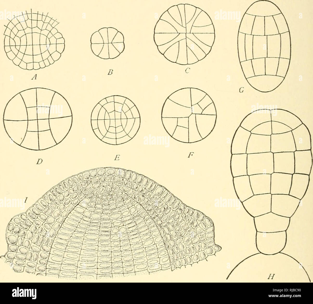. The cell in development and inheritance. Cells. 266 CELL-DIVISION AND ...