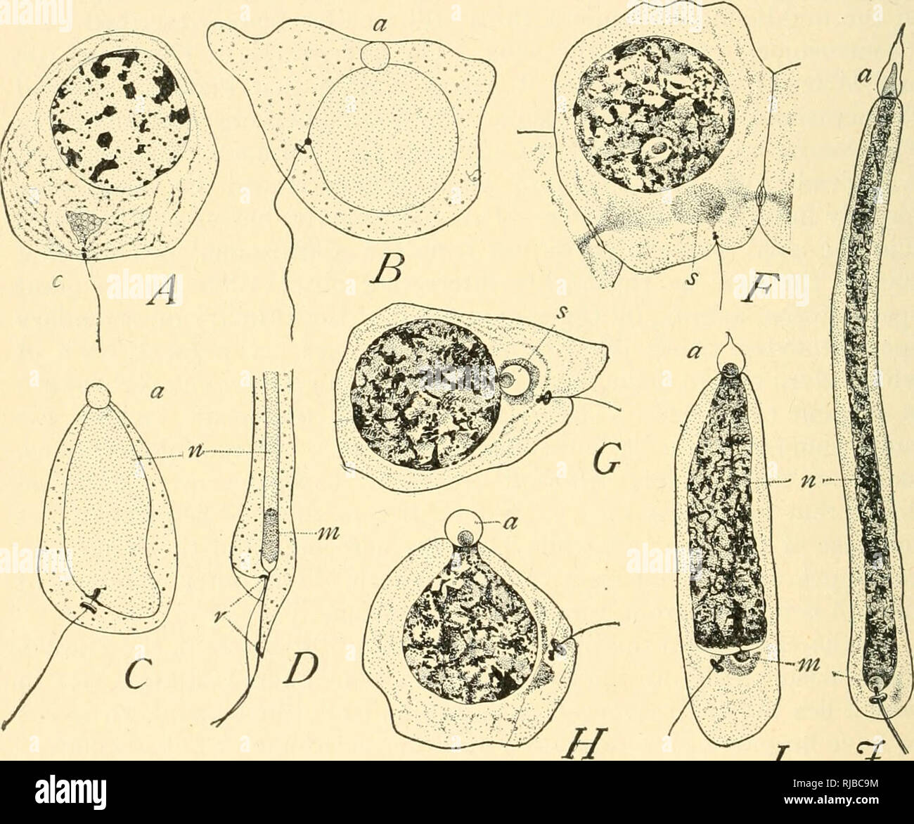 . The cell in development and inheritance. Cells. 166 THE GERM-CELLS ...