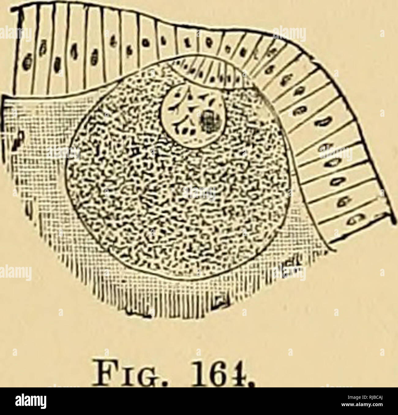 . The cell; outlines of general anatomy and physiology. Cells; Anatomy ...