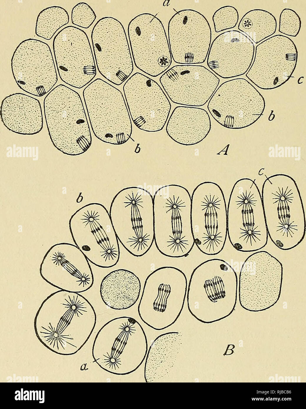 . The cell in development and inheritance. Cells; Cells. '.60 CELL ...