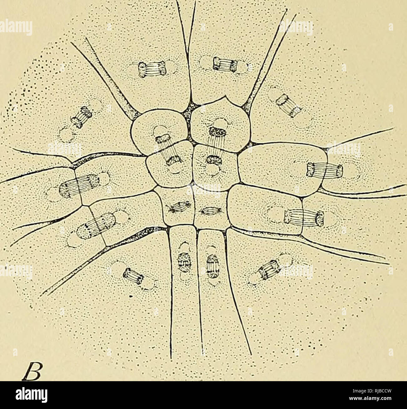 . The cell in development and inheritance. Cells; Cells. A P. Fig. 127 ...
