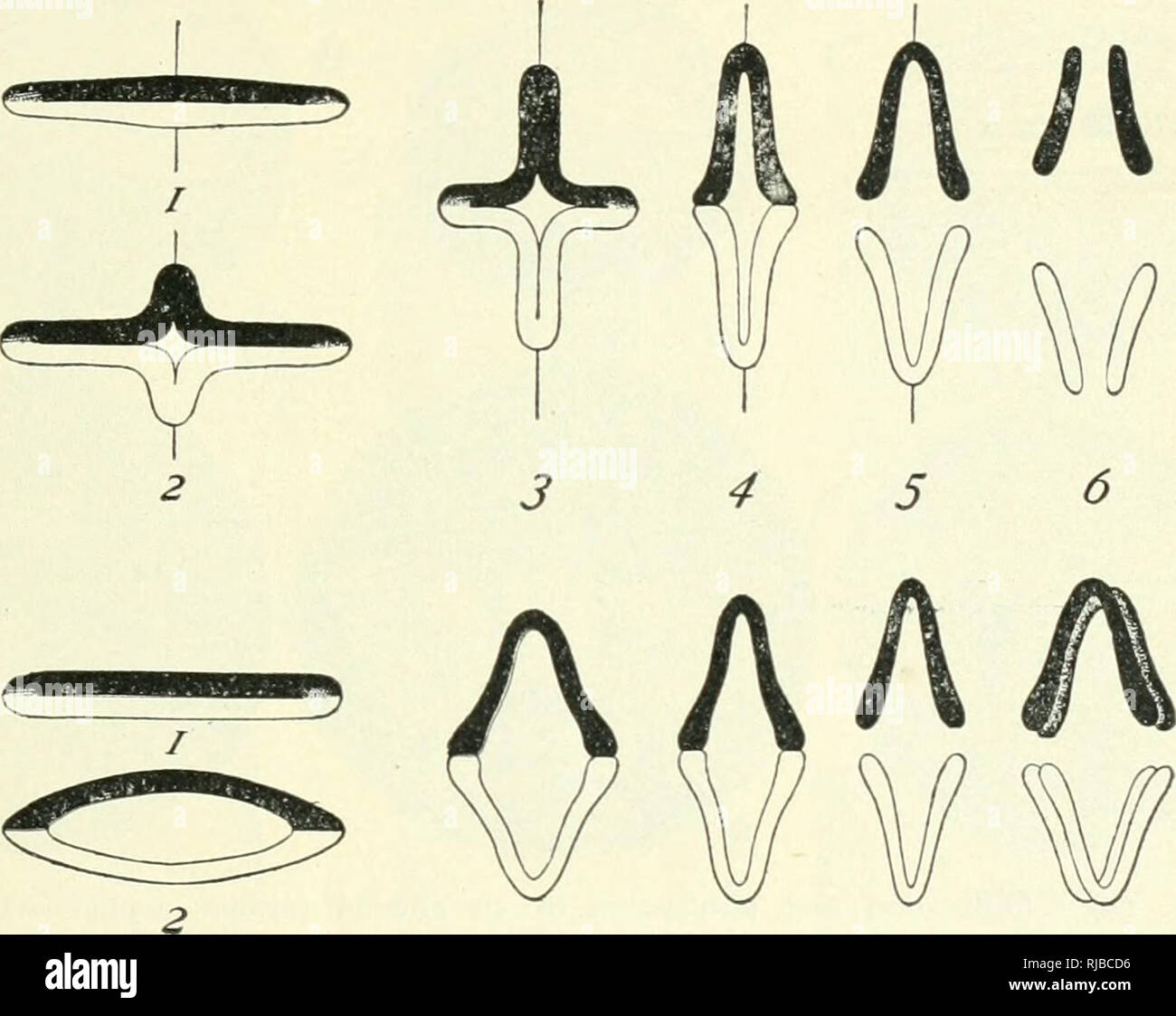 . The cell in development and inheritance. Cells. REDUCTION WITHOUT ...
