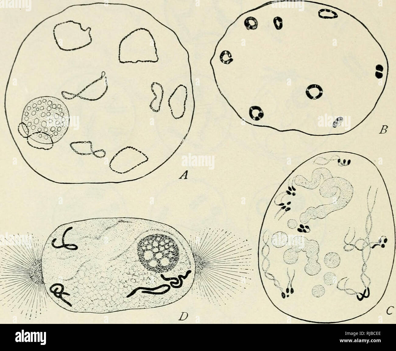 Rotate cell division hi-res stock photography and images - Alamy