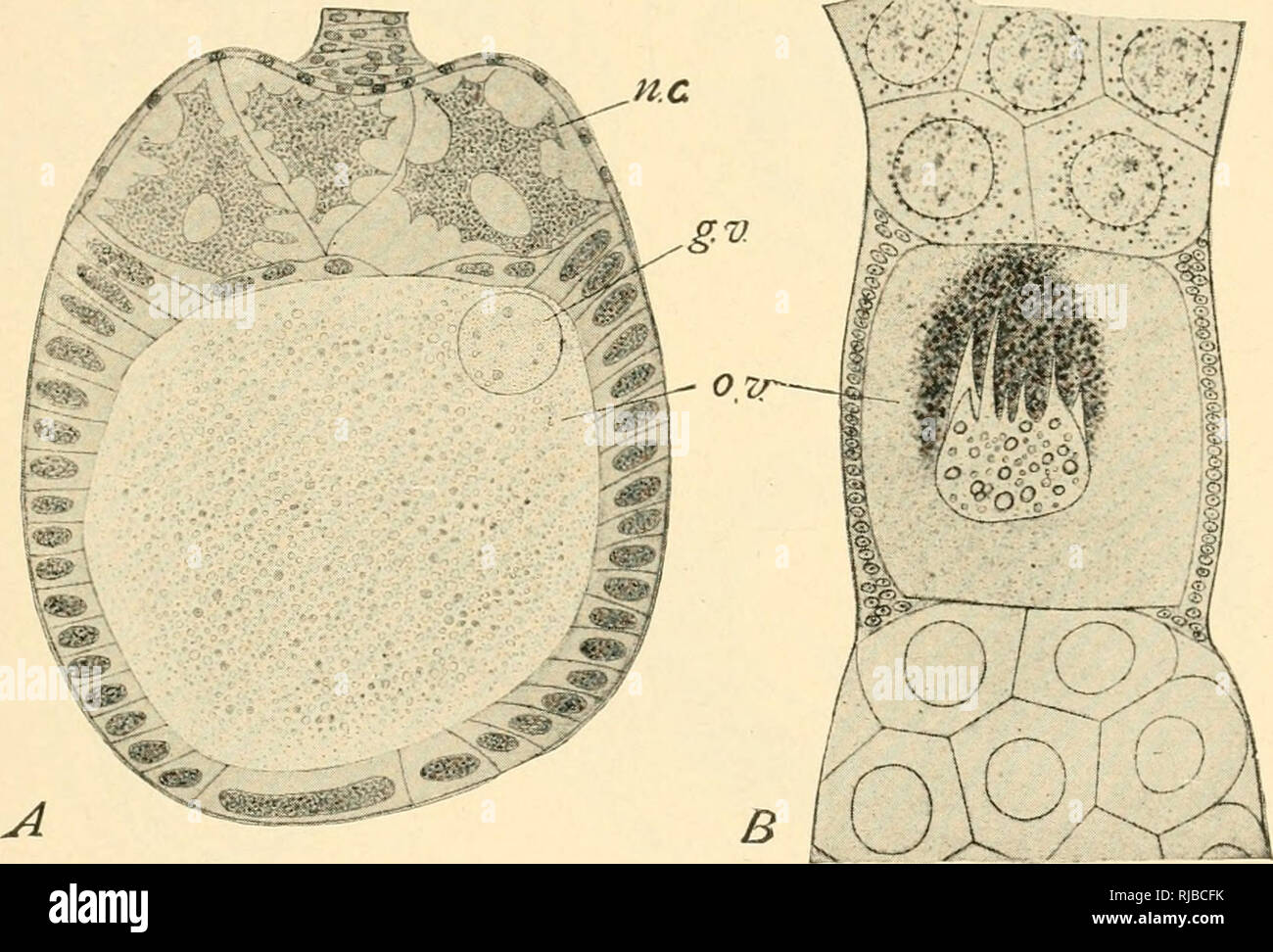 Jordan newt hi-res stock photography and images - Alamy