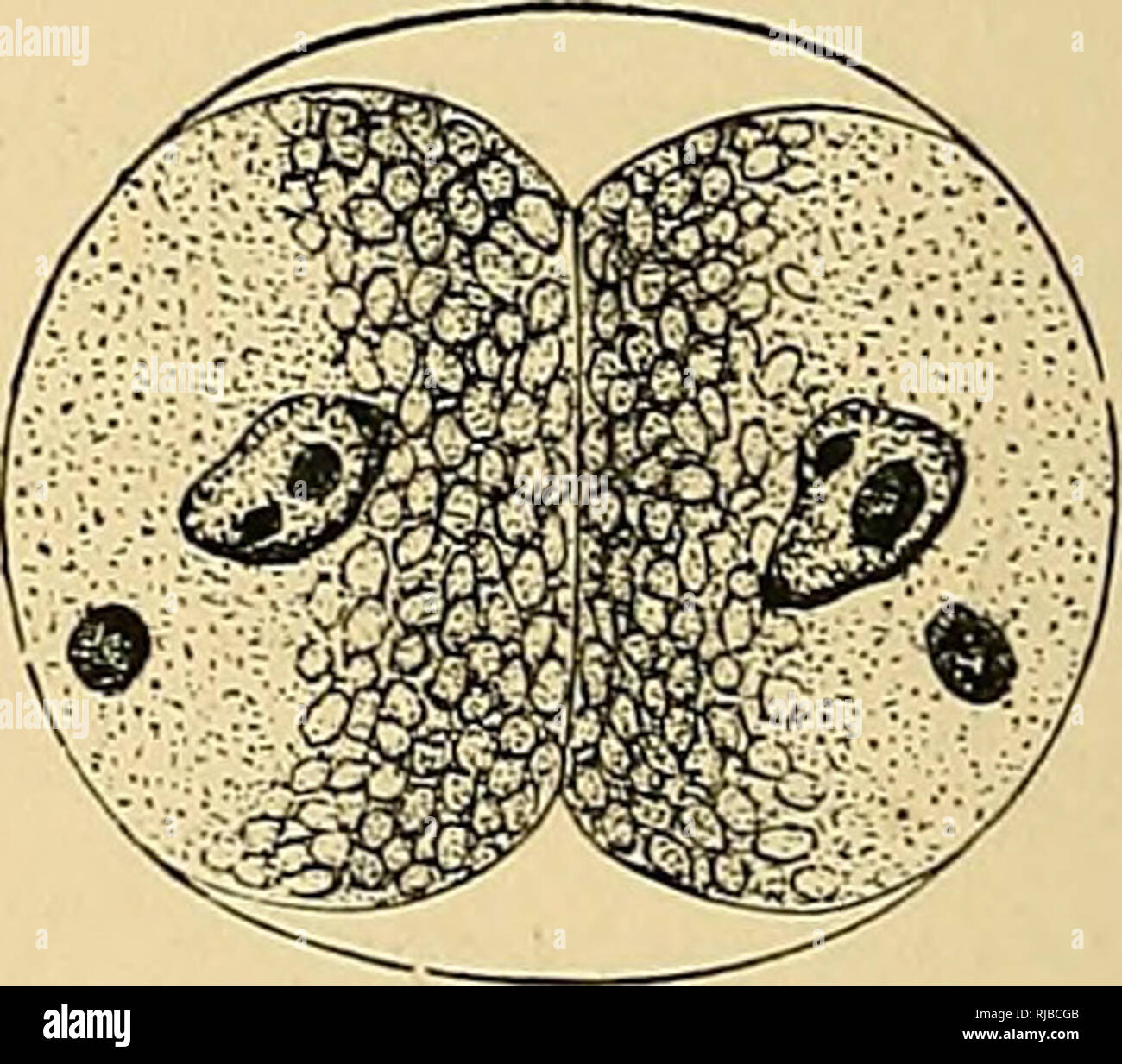 Germinal zygote hi-res stock photography and images - Alamy