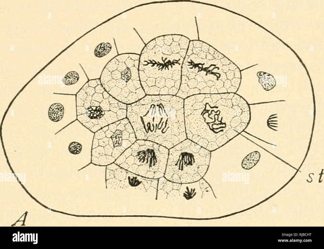 Bivalent chromosomes hi-res stock photography and images - Alamy
