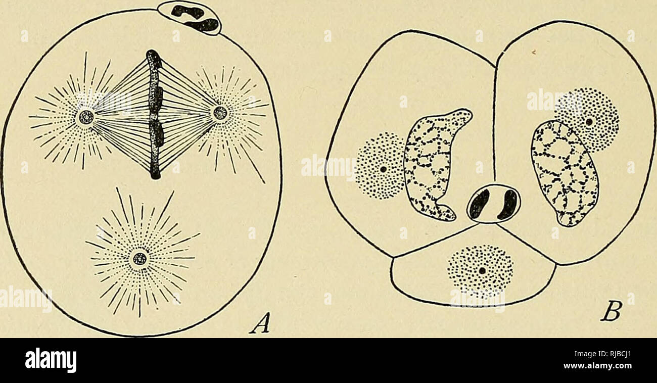 . The cell in development and inheritance. Cells; Cells. 26o SOME ...