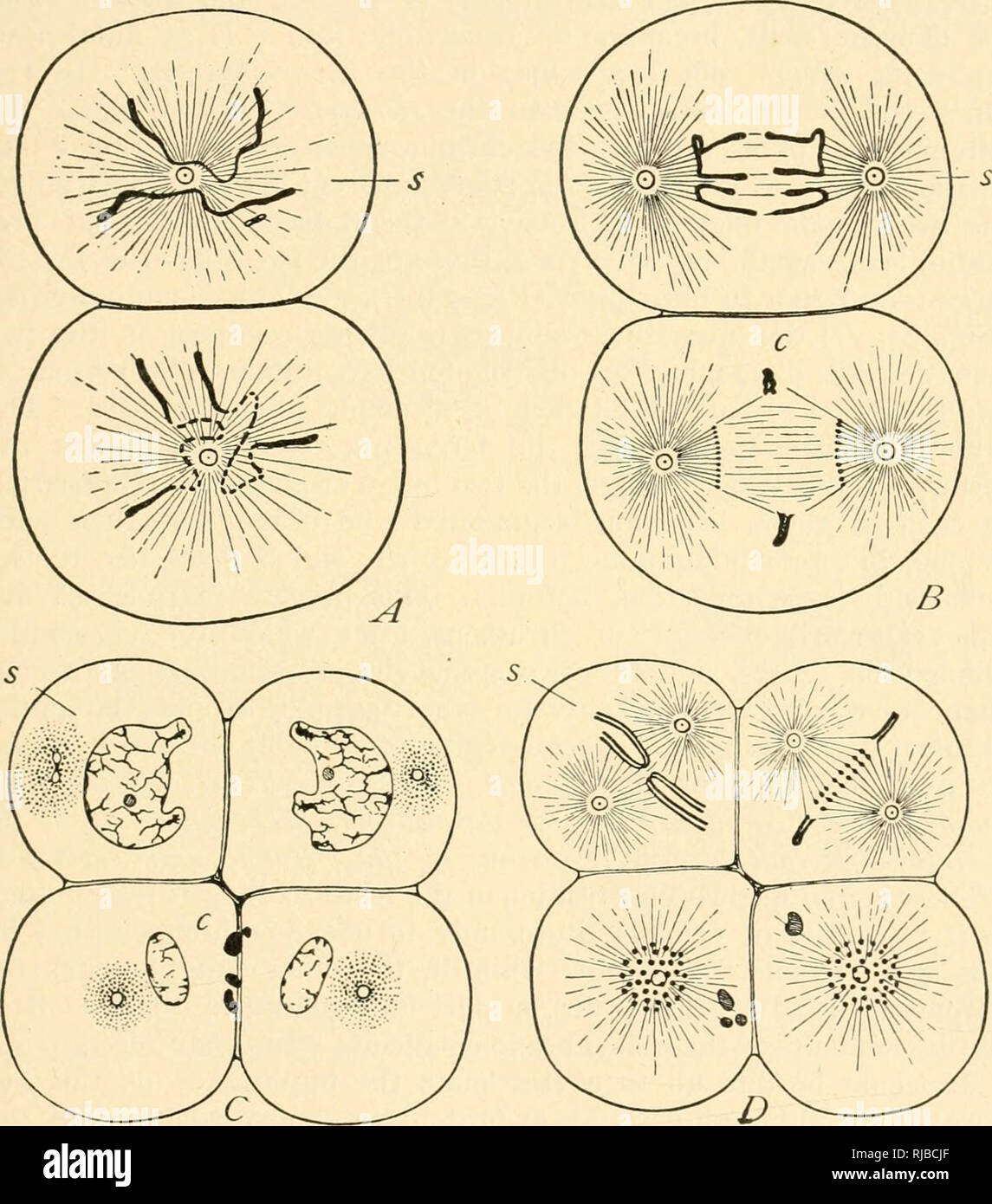 Somatic Cells Mitosis