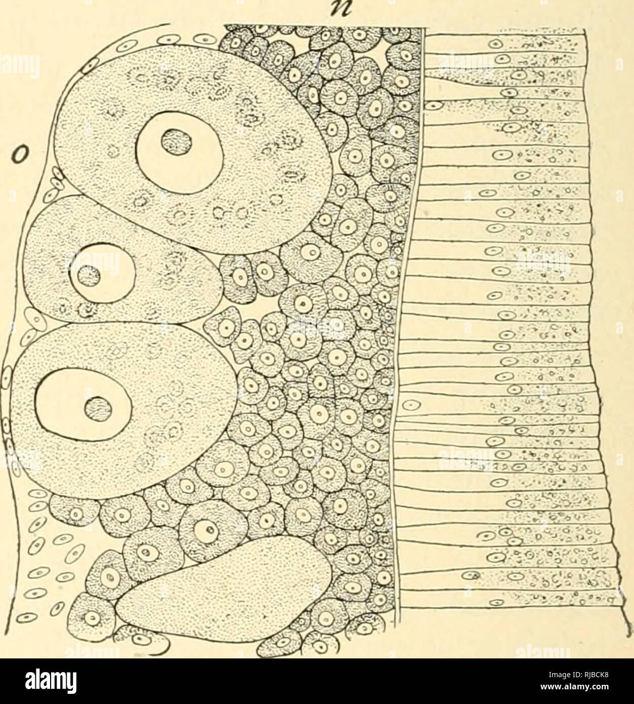 . The cell in development and inheritance. Cells. x^ 0 Â«->.=â 0.. .^ J ...
