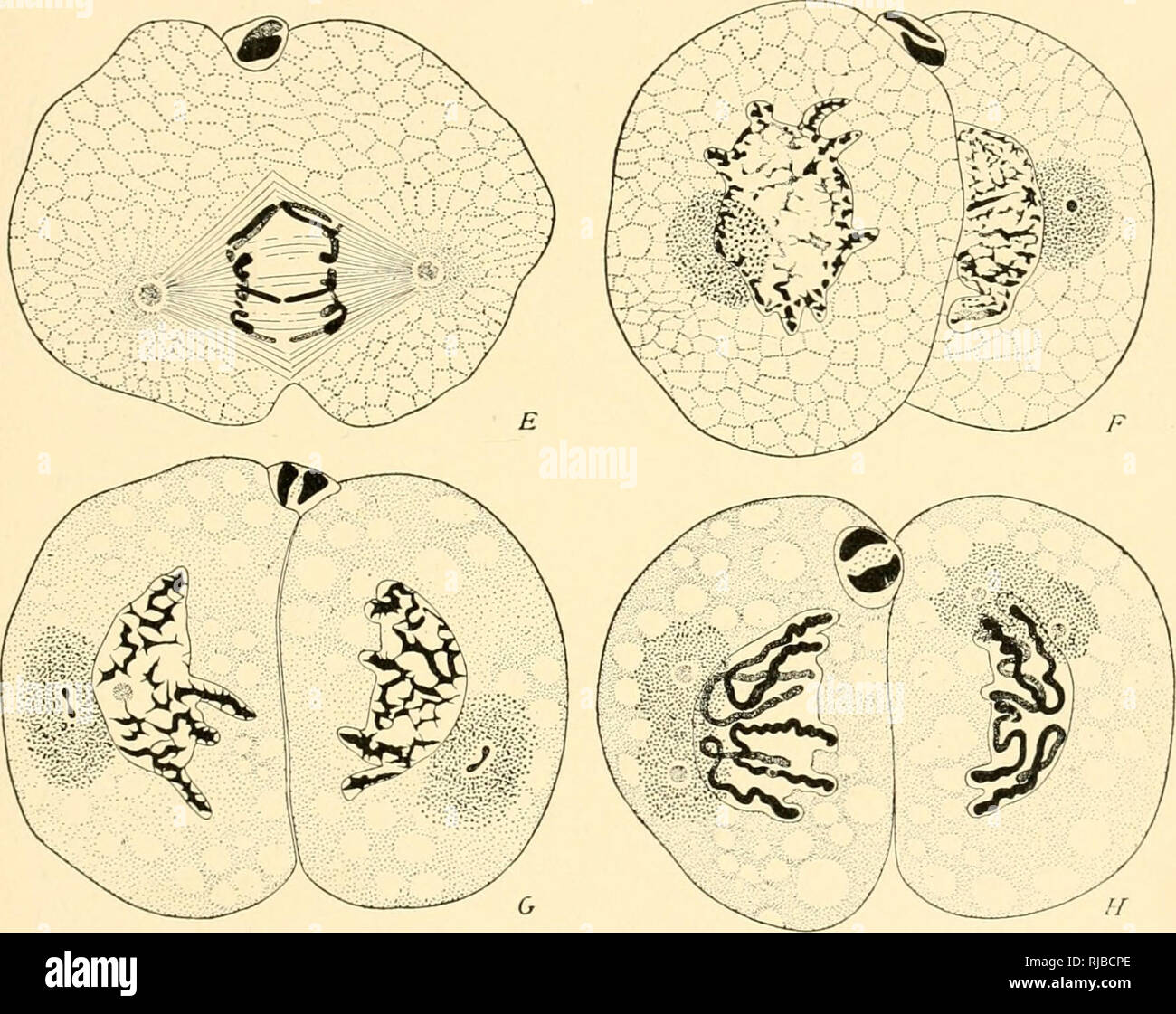 Clue cell hi-res stock photography and images - Alamy