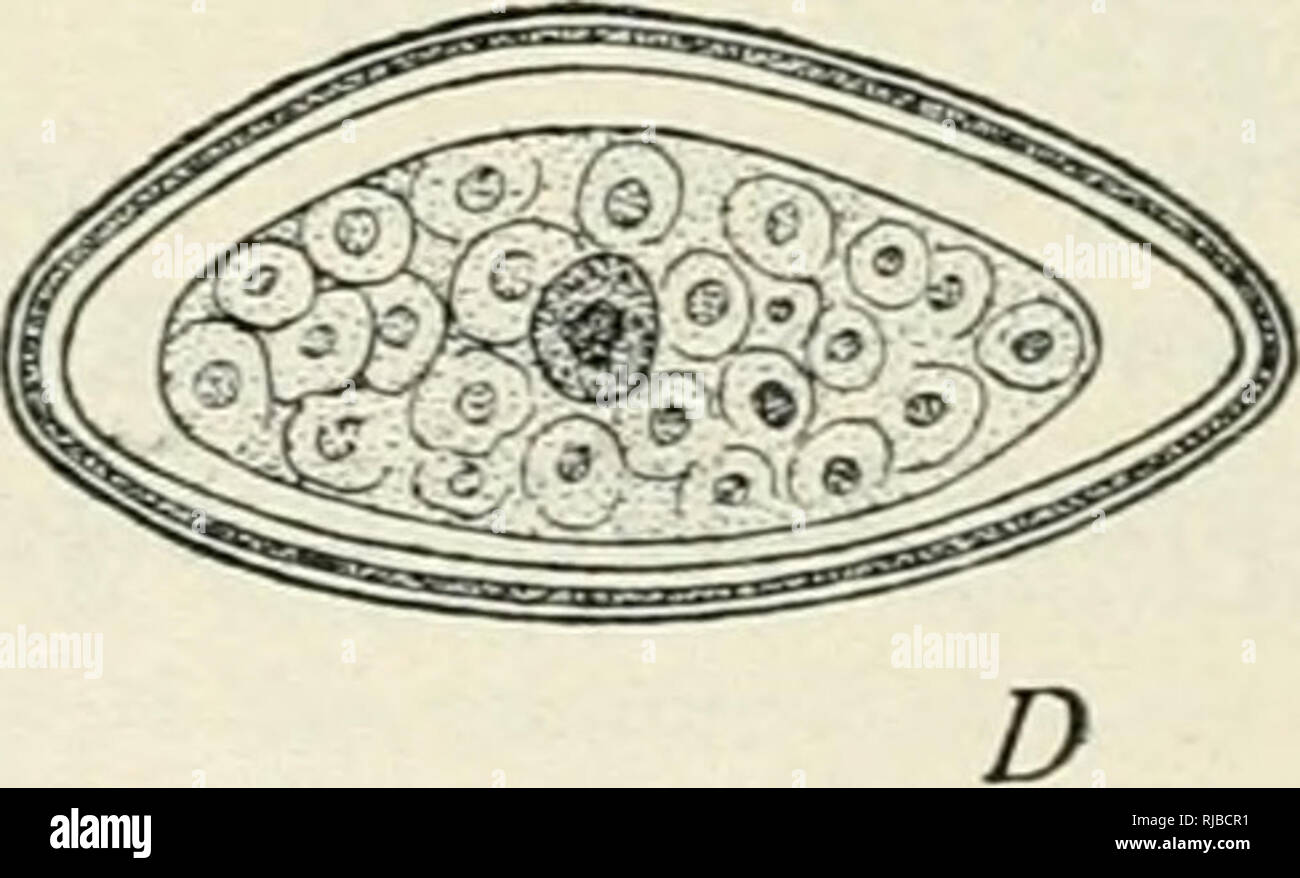 . The cell in development and inheritance. Cells. Fig. 113 ...