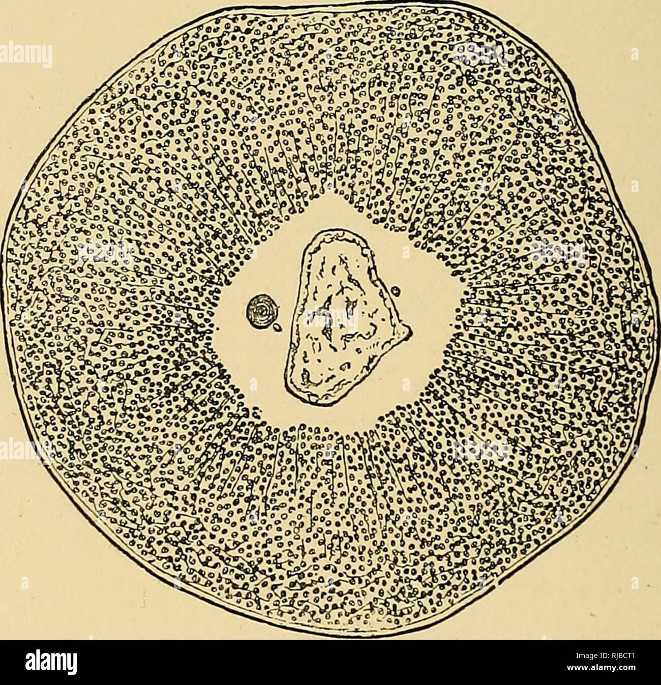 . The cell; outlines of general anatomy and physiology. Cells; Anatomy ...