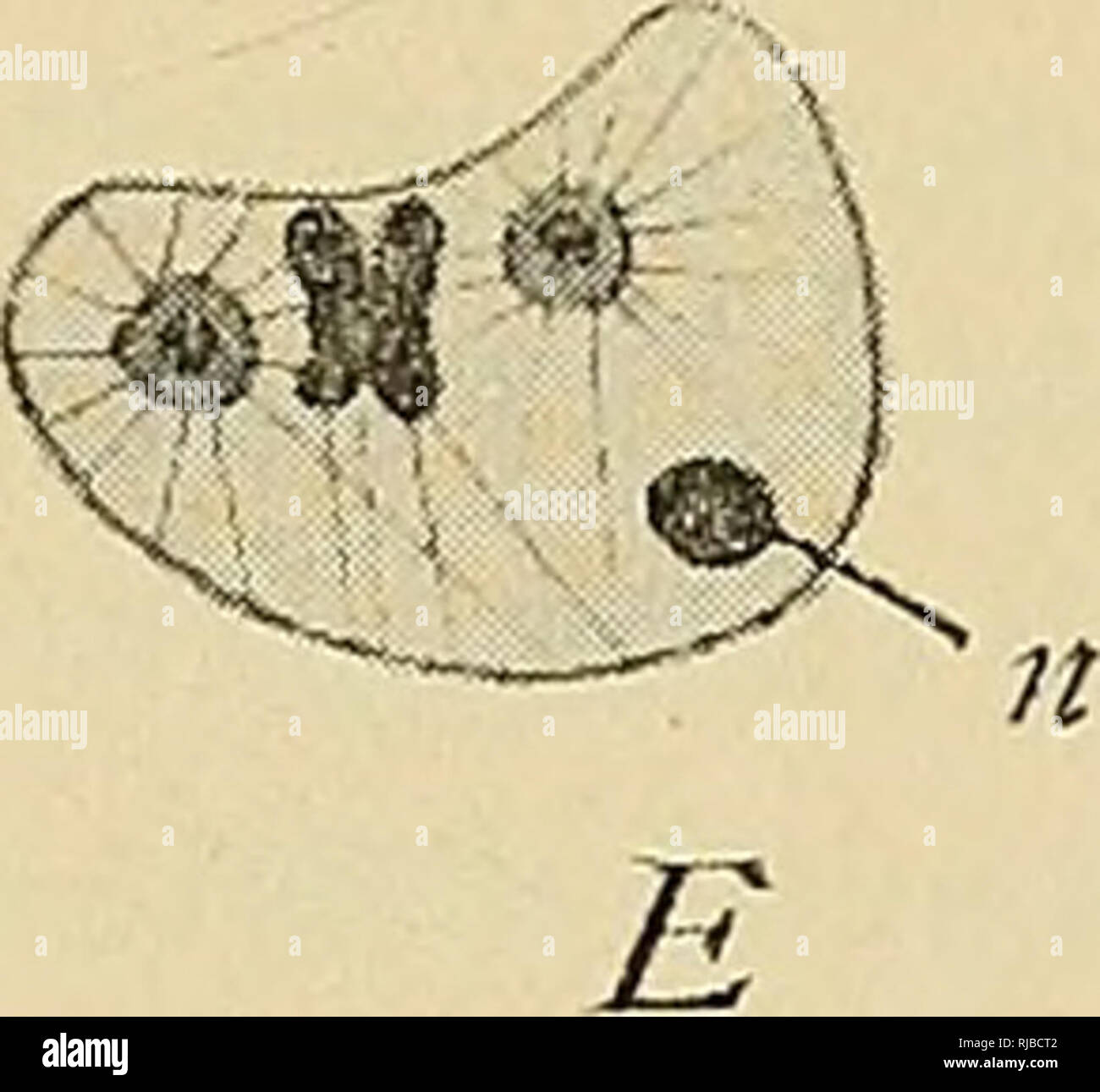 Oogonia cells hi-res stock photography and images - Alamy