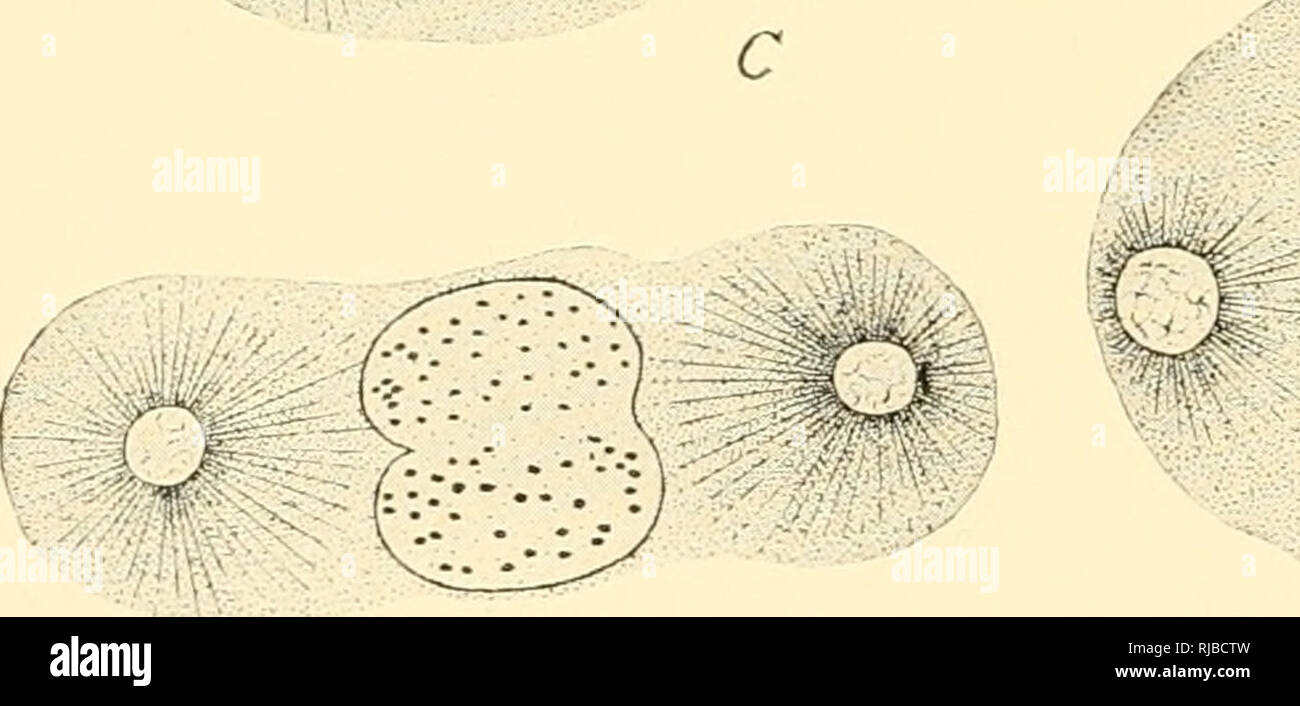 . The cell in development and inheritance. Cells. . Please note that ...