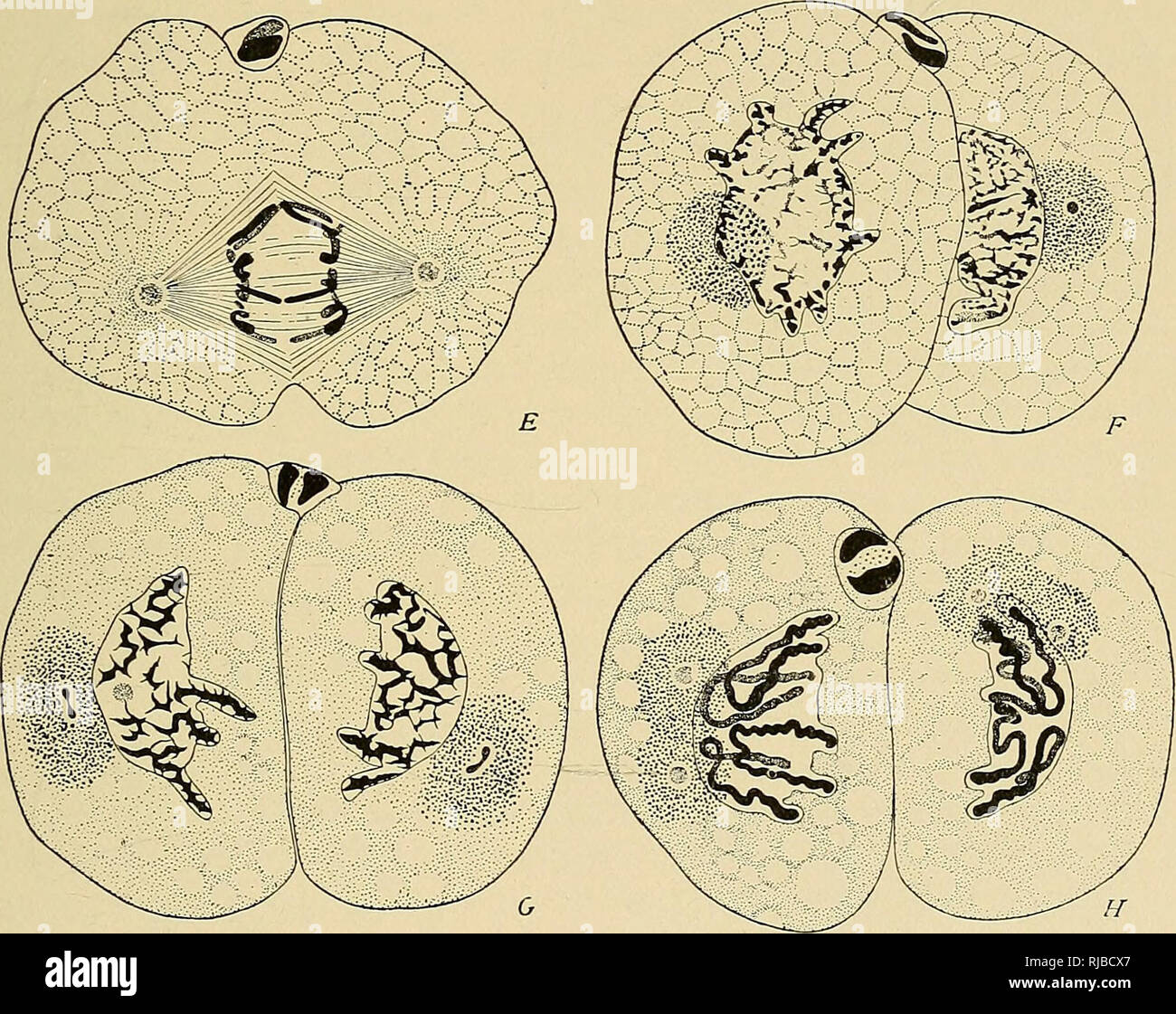 . The cell in development and inheritance. Cells; Cells. MORPHOLOGICAL ...