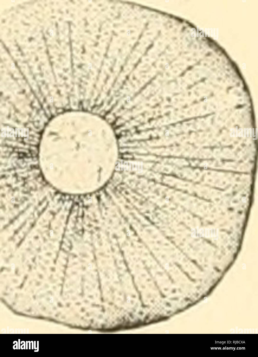 . The cell in development and inheritance. Cells. X'