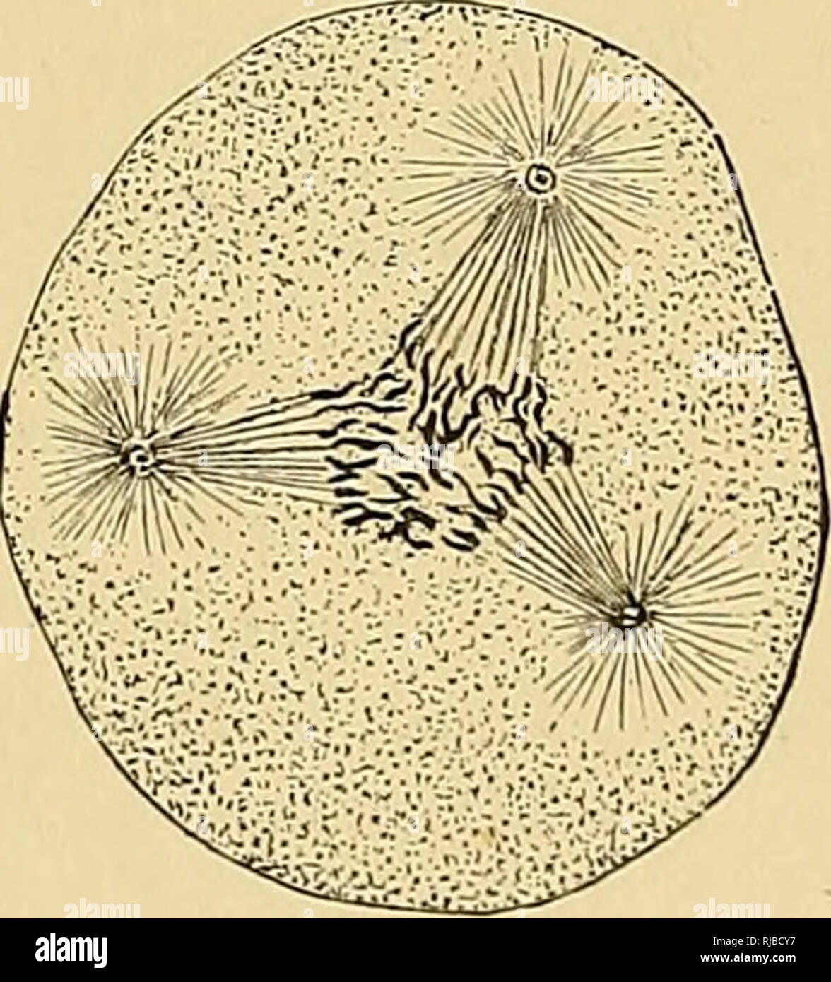 . The cell; outlines of general anatomy and physiology. Cells; Anatomy ...