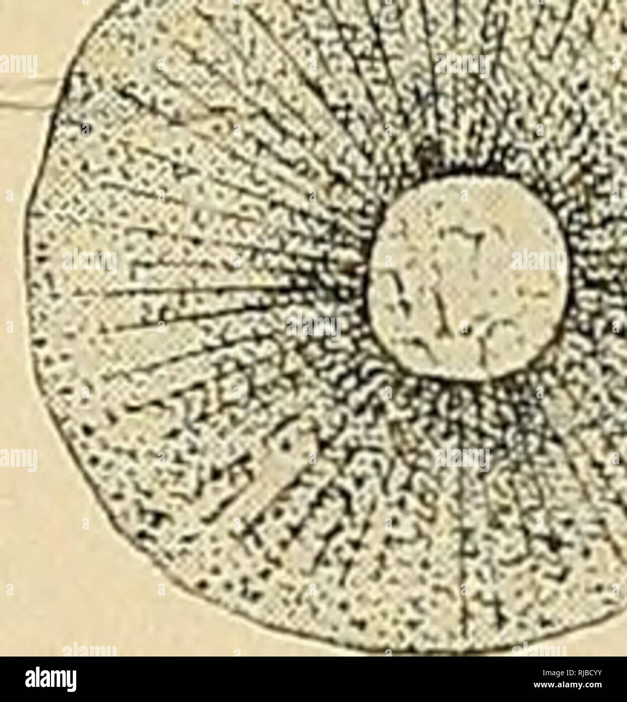 . The cell in development and inheritance. Cells; Cells. B Fig. 100 ...