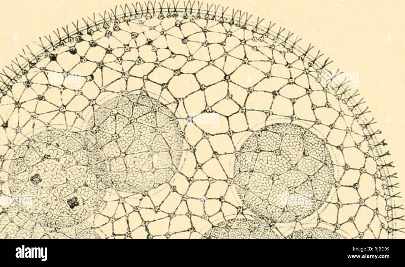 Multicellular forms hi-res stock photography and images - Alamy
