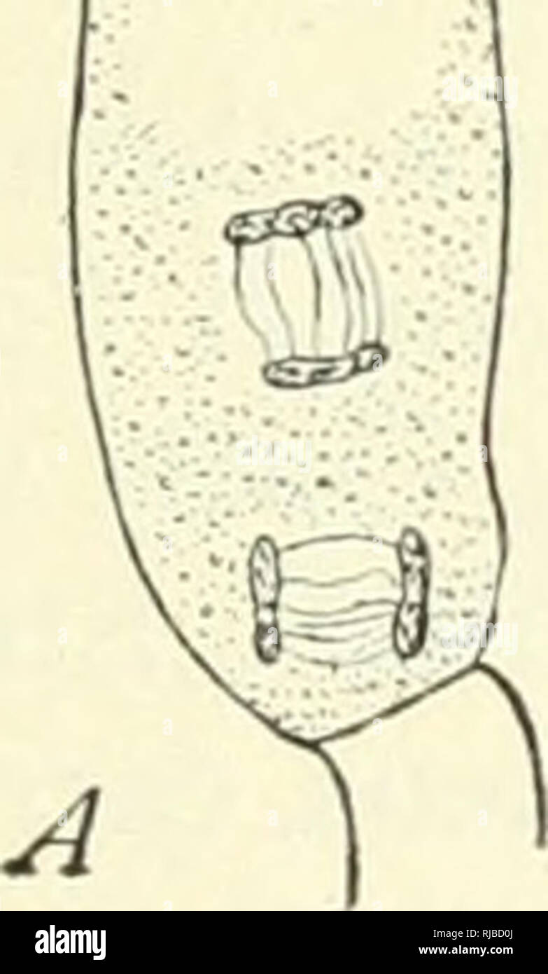 Albugo hi-res stock photography and images - Alamy