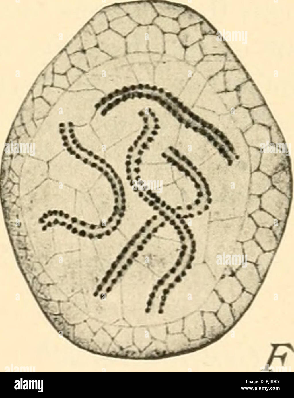 . The cell in development and inheritance. Cells. Pig- 55- — Formation ...