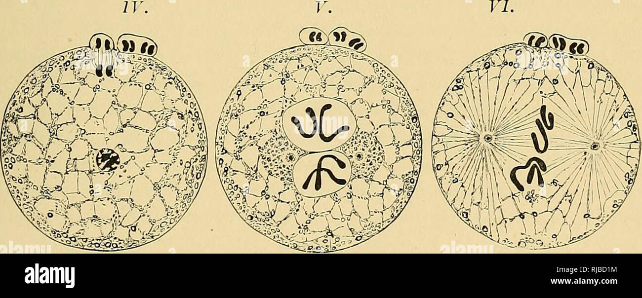 Daughter Cell Diagram