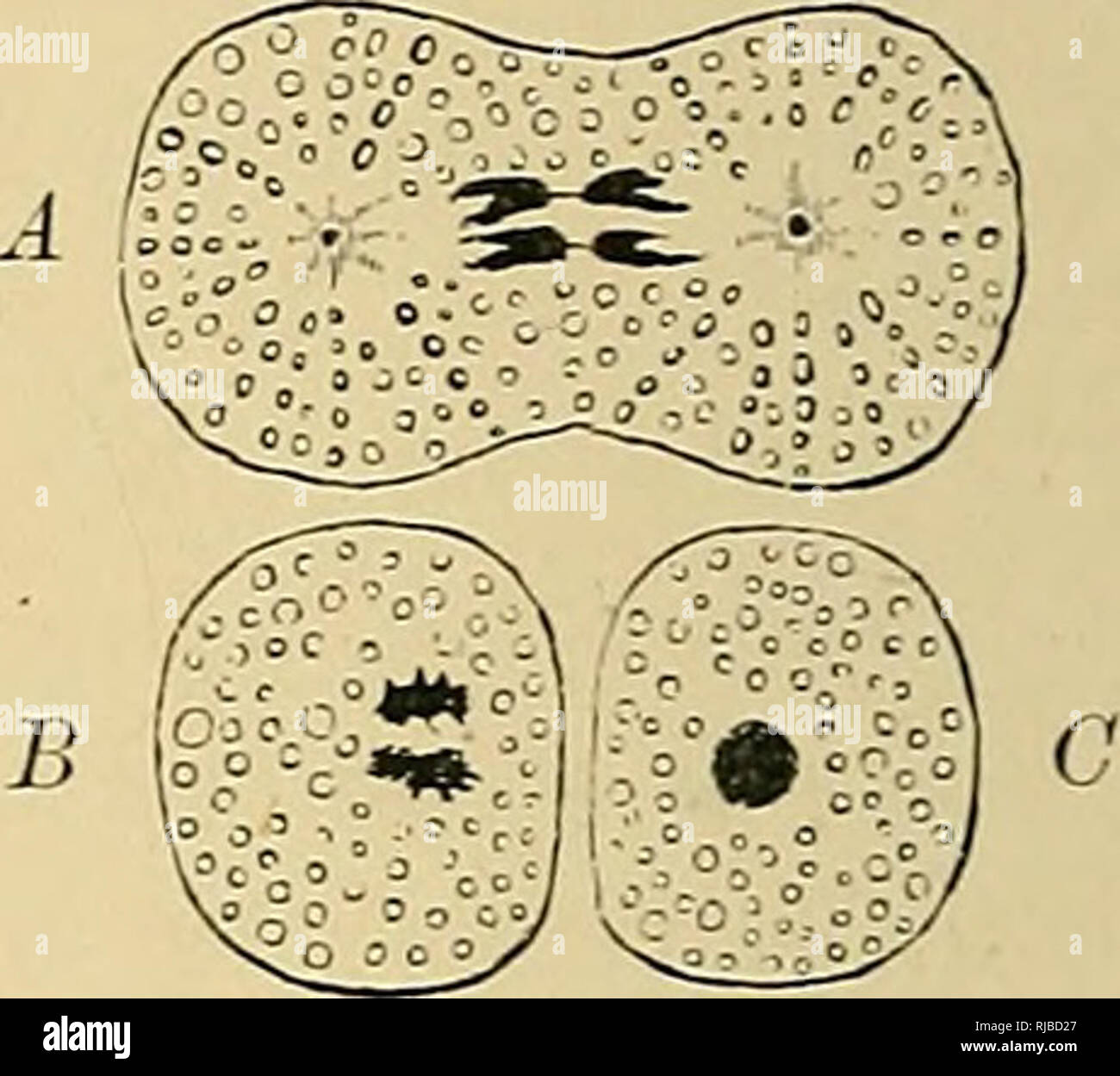 Daughter Cell Diagram