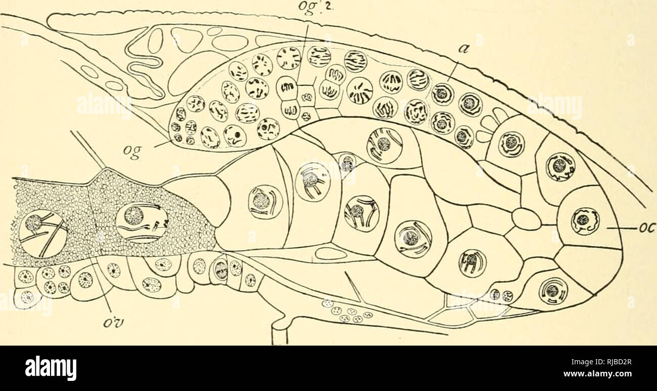 Tetrad forming hi-res stock photography and images - Alamy
