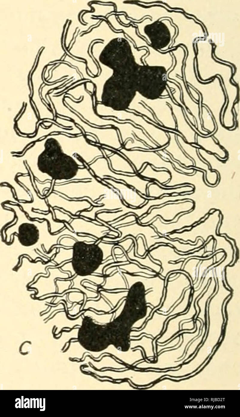. The cell in development and inheritance. Cells. Fig. 54. — Nuclei in ...