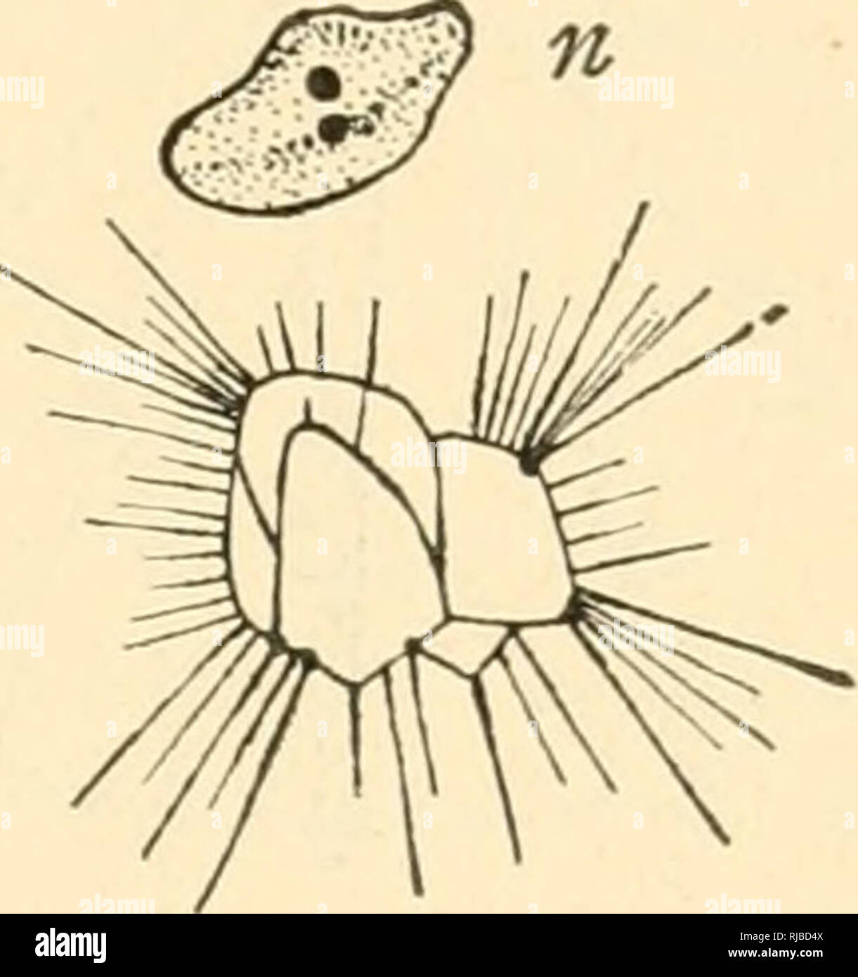 . The cell in development and inheritance. Cells. THE MECHANISM OF ...