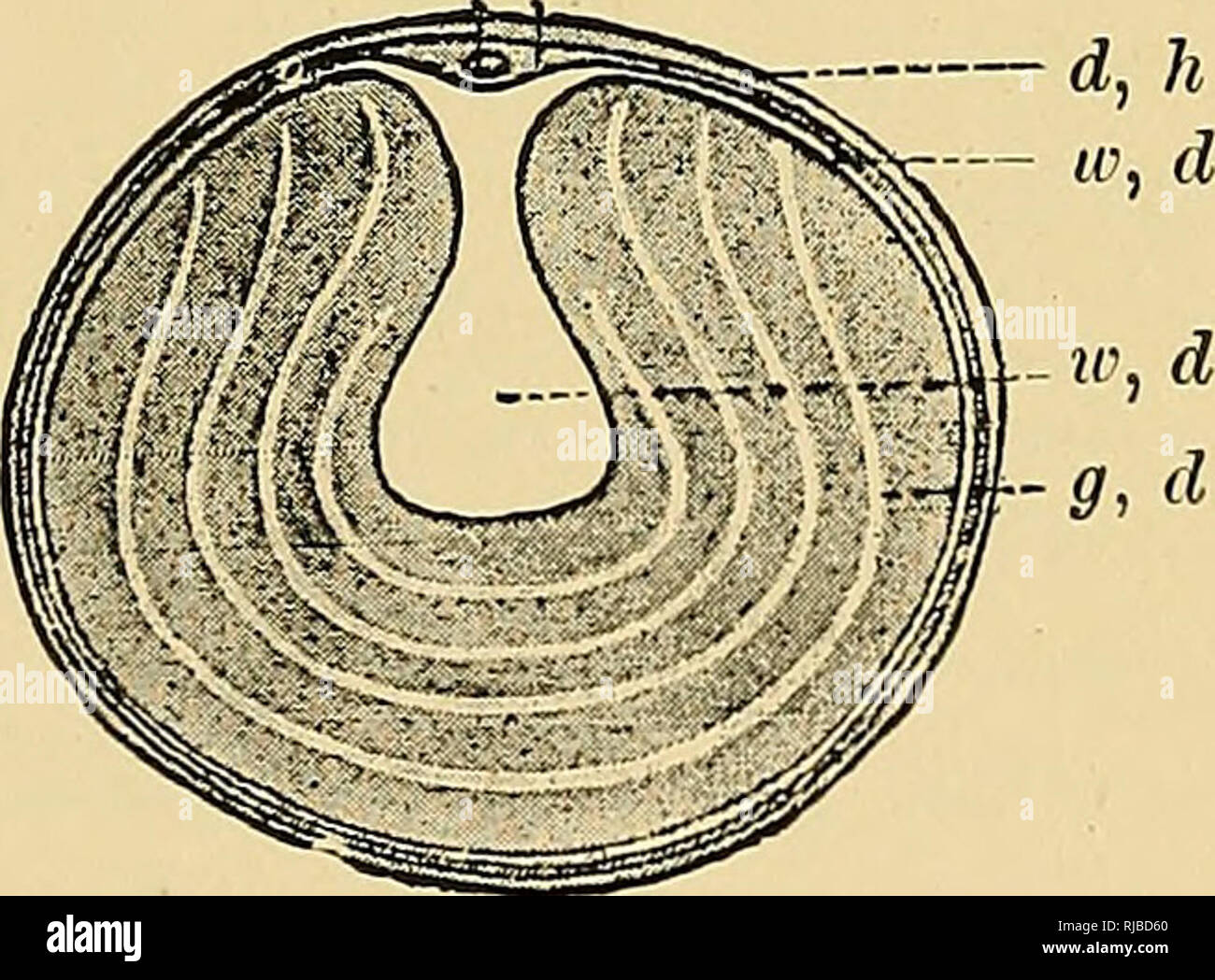 . The cell; outlines of general anatomy and physiology. Cells; Anatomy ...