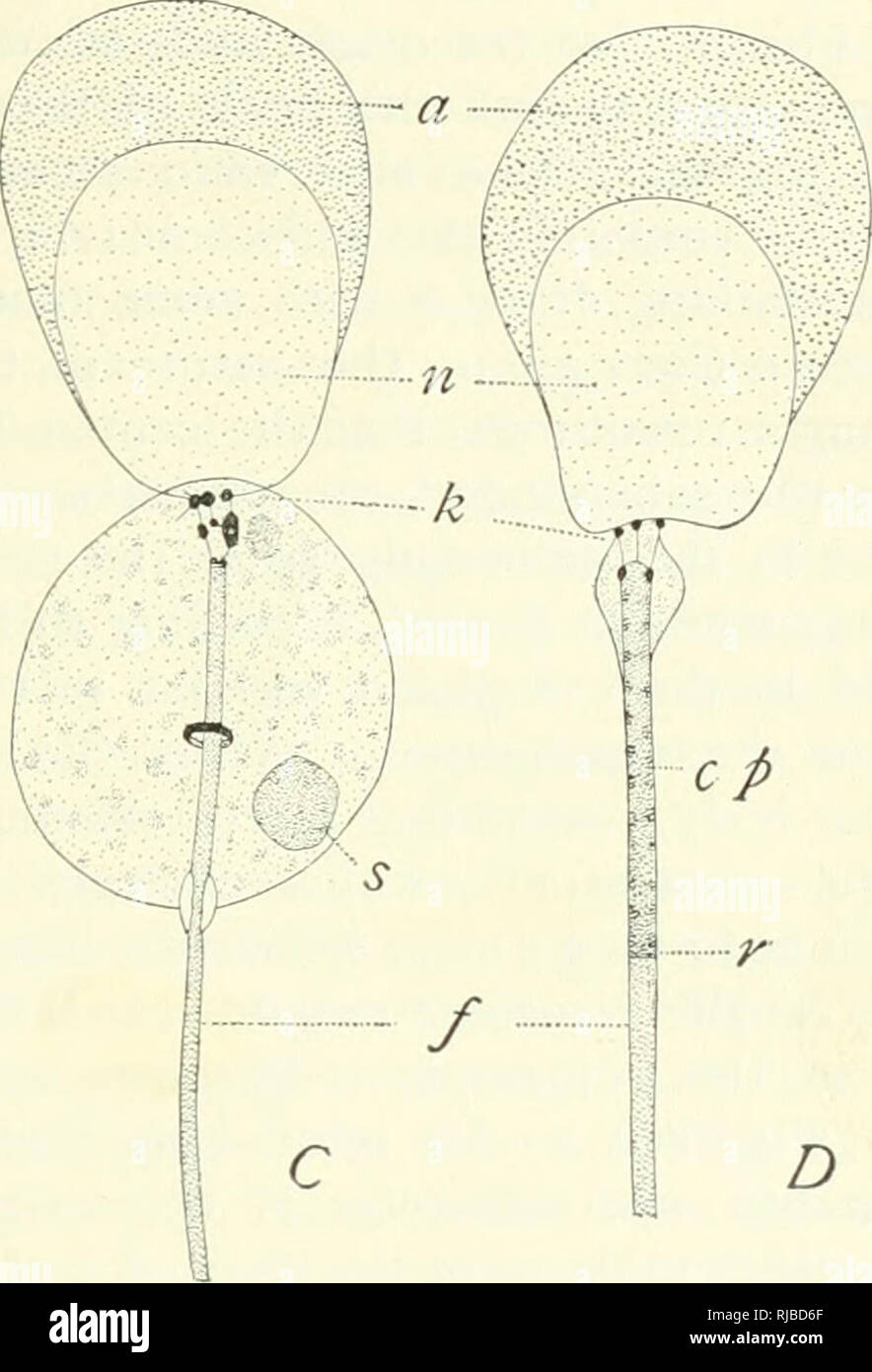Axial filament hi-res stock photography and images - Alamy
