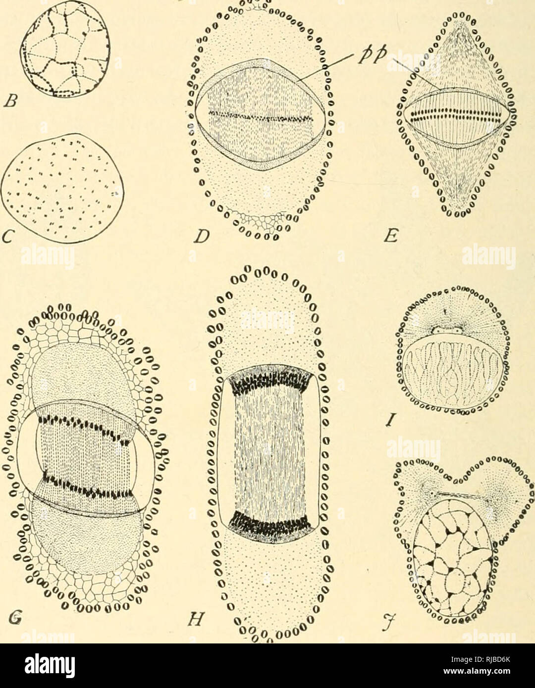 Cell prophase stage mitosis hi-res stock photography and images - Alamy