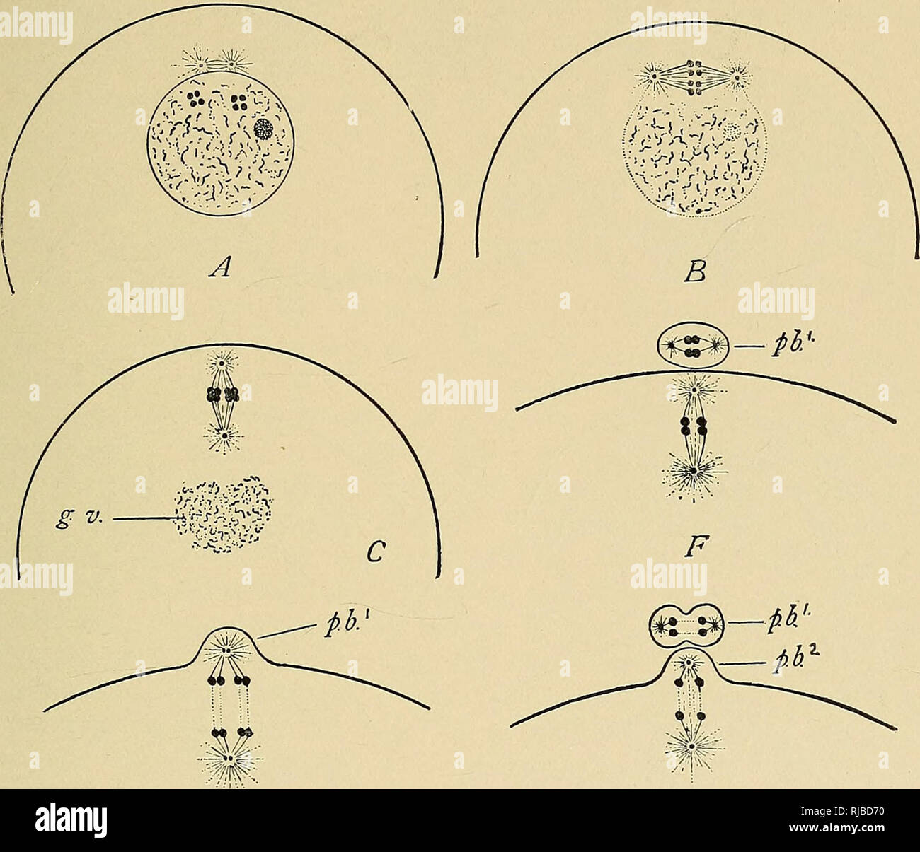 Cell plate formation hi-res stock photography and images - Alamy