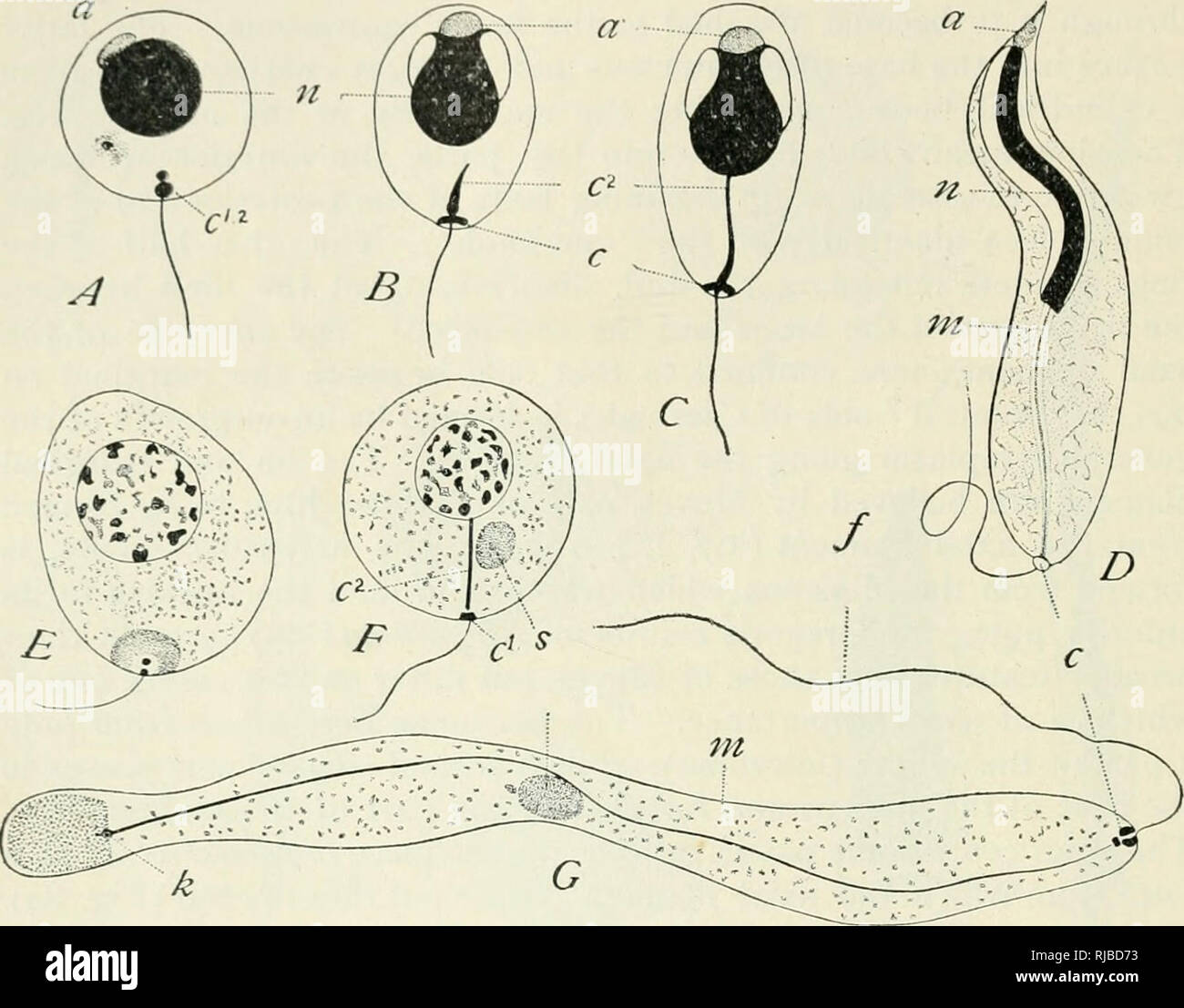 Axial filament hi-res stock photography and images - Alamy
