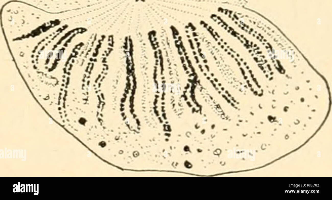 . The cell in development and inheritance. Cells. D Fig. 42. — Mitosis ...