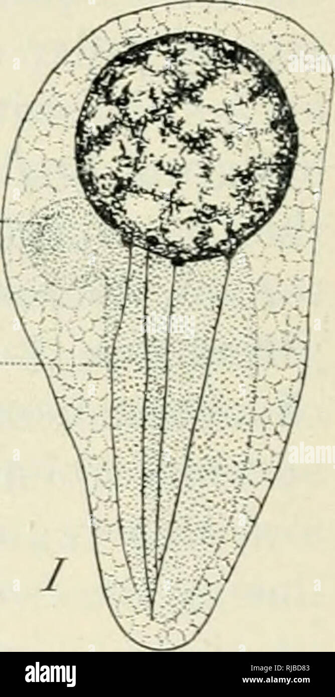 Insect chromosome hi-res stock photography and images - Alamy