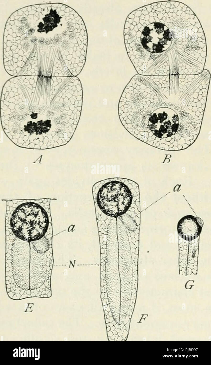 Acrosome it hi-res stock photography and images - Alamy
