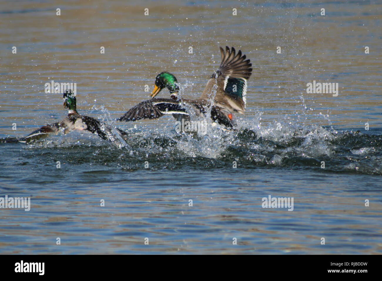 Mallard duck facing forward hi-res stock photography and images - Alamy
