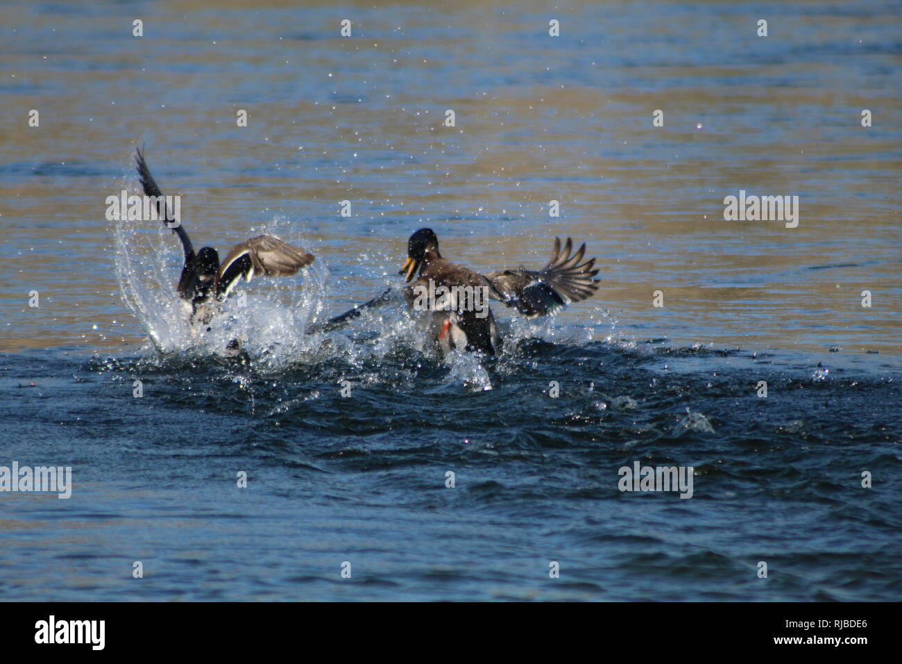 Mallard duck facing forward hi-res stock photography and images - Alamy