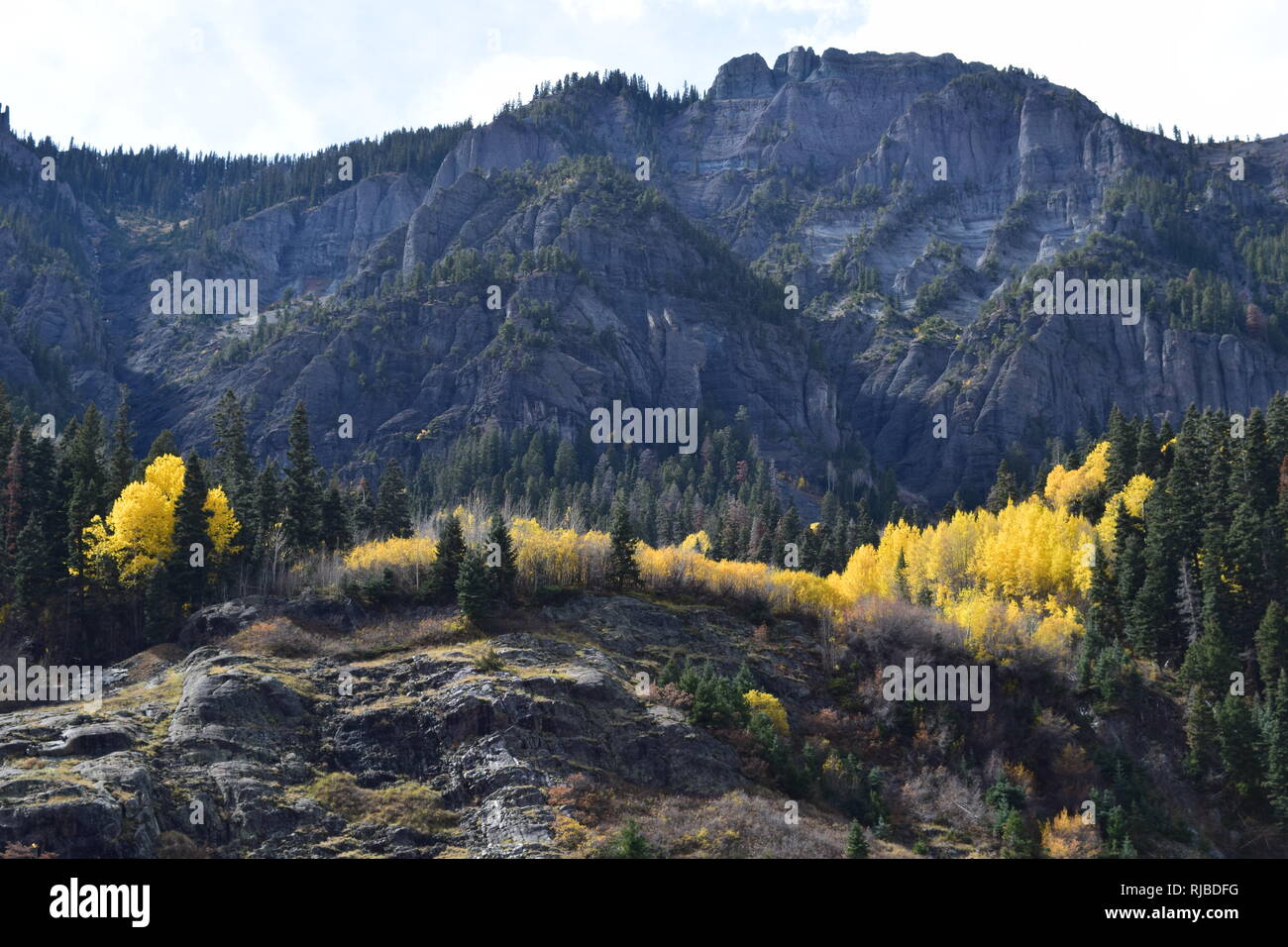 Rugged leaves hi-res stock photography and images - Alamy