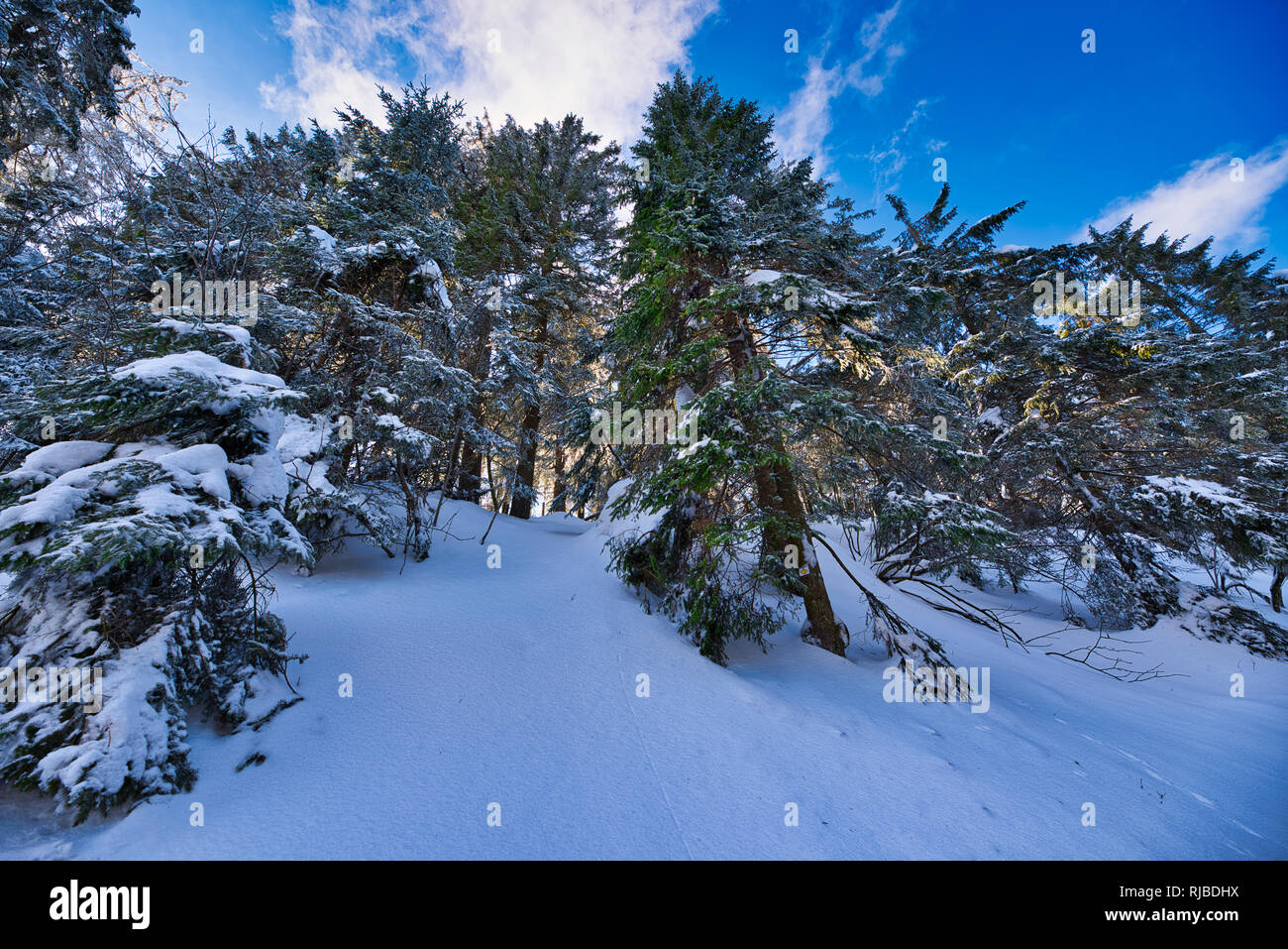Winter Landscape Snow Mountain Frozen Lake Black Forest Germany Stock ...